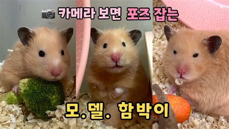 페디그리 햄스터ㅣ프로 사진 모델 함박이😎 카메라만 보면 포즈 잡는 햄스터 Youtube