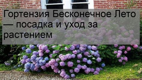 Гортензия Бесконечное Лето Фото И Описание Сорта — Фото Картинки