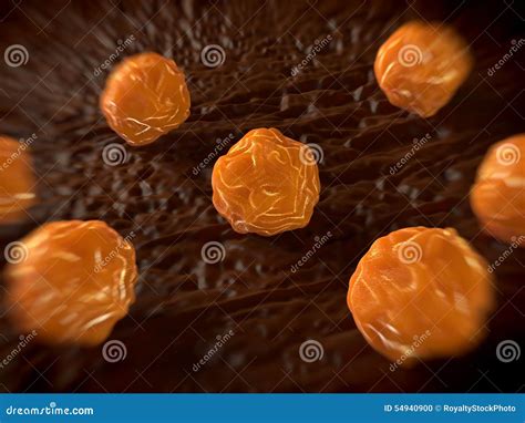 Bone Marrow Stem Cells Stock Illustration Illustration Of Osteocyte