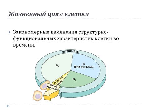 Жизненный цикл клетки презентация онлайн