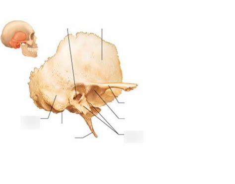 Temporal Bone Labeling Diagram Quizlet