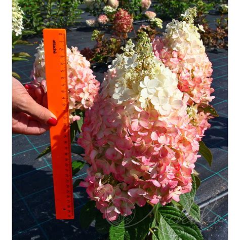 Гортензия метельчатая (Hydrangea paniculata Gardenlight Pinklight) P12