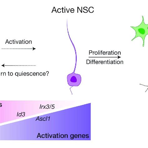 Schematic Of Embryonic And Postnatal Neurogenesis In The Arc Me Of
