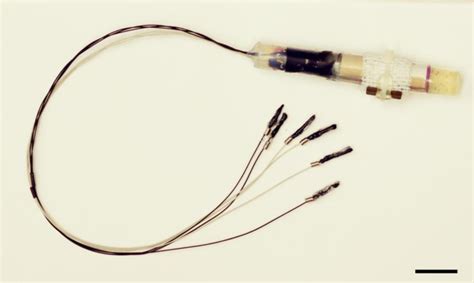 Figure 1 From A Mapping Of Applied Dc Electric Fields In The Spinal