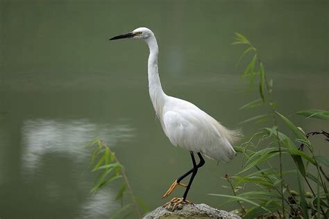 小白鹭 中关村在线摄影论坛