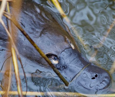 How Do Platypuses Hunt With Their Ears And Eyes Shut Scienceabc