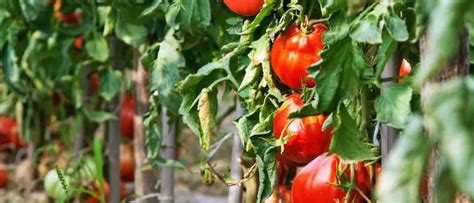 When To Plant Tomatoes In Missouri Detailed Guide