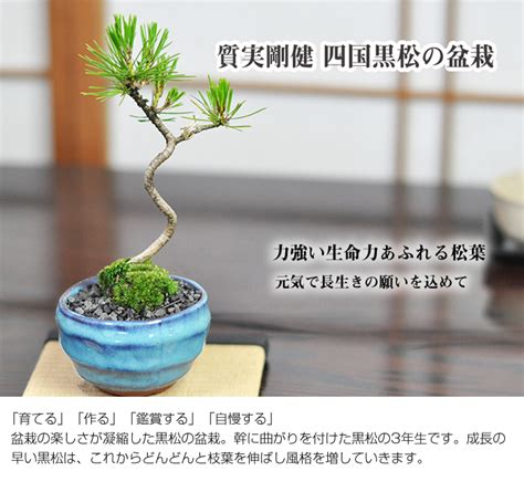 楽天市場盆栽 松 黒松 ミニ盆栽と初心者道具のセット 松盆栽 本格四国黒松 ミニ黒松 受け皿付き モダン 室内 デスク 卓上 誕生日 お