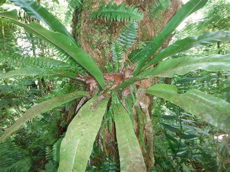 Monilophyte And Lycophyte Hike