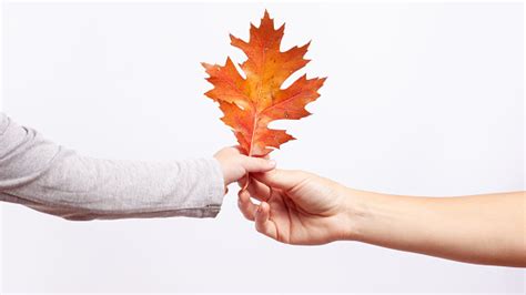 엄마와 아기 손 은 흰색 배경에 오렌지 가을 오크 잎을 함께 개최개념은 가을왔다 가을에 대한 스톡 사진 및 기타 이미지 가을