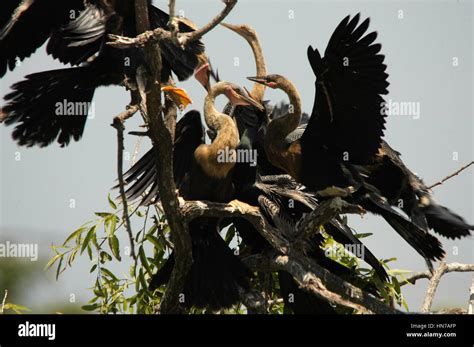 TURTLE IN WATER WITH GREEN ALGAE HAIR Stock Photo Alamy