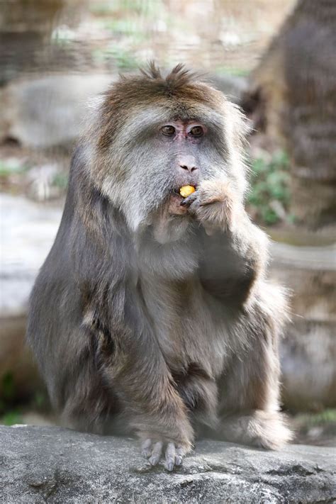 masaya on Twitter よこはま動物園ズーラシアのチベットモンキー食べているのはキンカンだと思います 動物園 よこはま