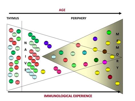 Ppt T Cell Memory Central Effector Powerpoint Presentation Free Download Id5239015