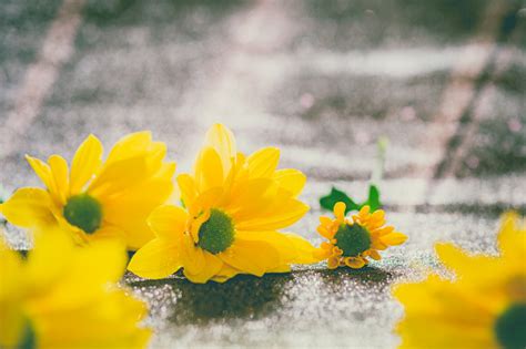 닫고 선택적 초점 햇빛 효과 반짝임 추상 배경 Bokeh와 아름 다운 국화의 노란 Flawer Defocused 조명 빈티지