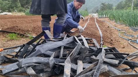 양평 여유 힐링 초보농사 봄 자연 친환경 농사 수확 고추 열심히 정리 주말농장 키우기 사전작업 꿀팁 멍하니 부지런 농부 세자매