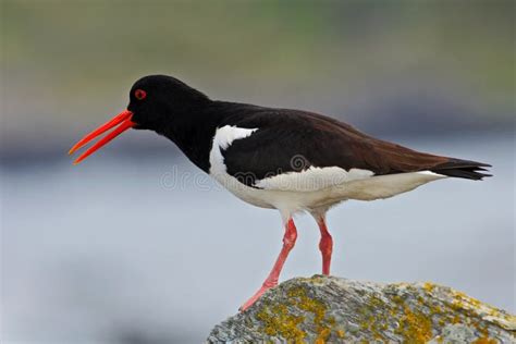 Austernfischer Heamatopus Ostralegus Wasservogel In Der Welle Mit