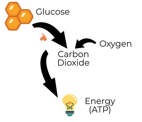 Free Radicals Cancer And Oxidation The Rusting Of Our Body