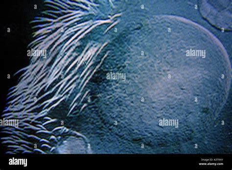 Microbe Macro Blue Weird Abstract Horizontal Micro Organism Science Scientific Cells Structures