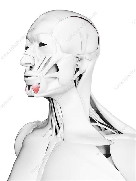 Depressor Labii Inferioris Muscle Illustration Stock Image F027
