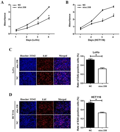 Uc338 Targets P21 And Cyclin D1 Via Pi3kakt Pathway Activation To