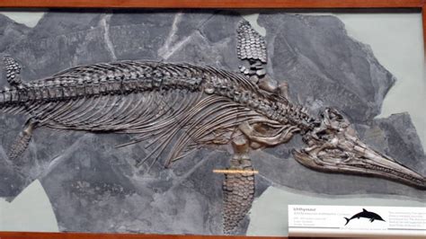 Chiles 1st Full Ichthyosaur Fossil Earths Only Pregnant Female Found From 129 139 Mn Years Ago