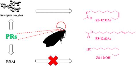 Journal Of Agricultural And Food Chemistry