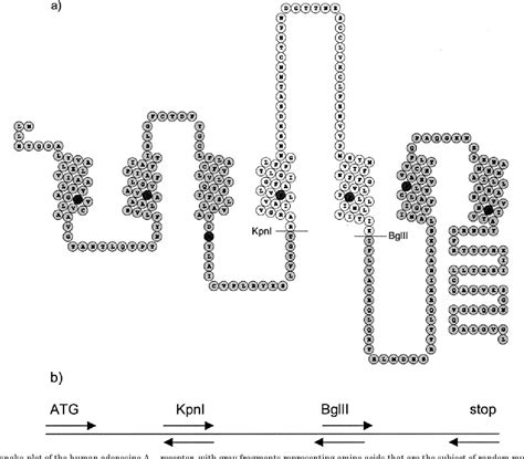 Figure 1 From Random Mutagenesis Of The Human Adenosine A2b Receptor Followed By Growth