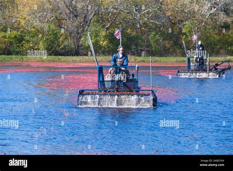Cranberry Harvest In West Yarmouth Massachusetts Usa On Cape Cod