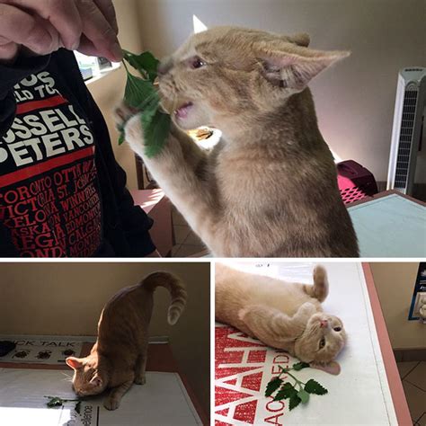 45 Funny Pics Of Cats High On Catnip Bored Panda