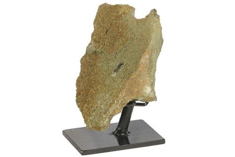 Rooted 67 Fossil Raptor Saurornitholestes Tooth Montana