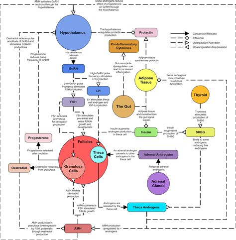 Frontiers A Review Of The Hormones Involved In The Endocrine