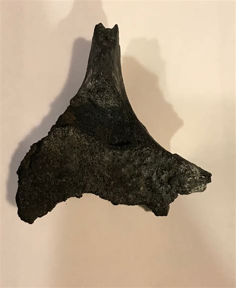 Whale Vertebrae Fossil Id The Fossil Forum
