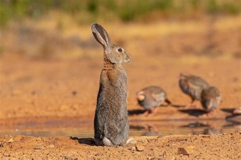 Lapin De Garenne Ou Coney Oryctolagus Cuniculus Toledo Espagne Photo Premium