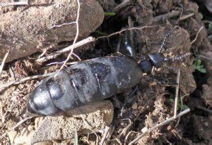 Are Oil Beetles Dangerous A Quick Guide To Assessing Risks Whats