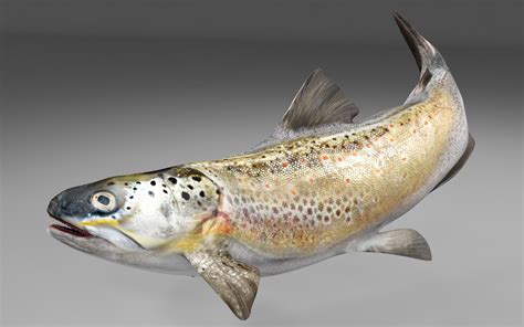 3d Model Trout L1738 Turbosquid 2067020