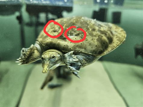 Normal Shedding Or Shell Infection Rturtle Normal Shedding Or Shell Infection Rturtle