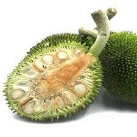 Kluwih 1 Buah Lazada Indonesia