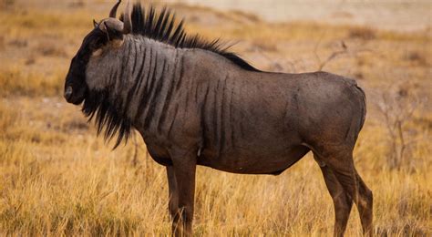 Gnou Migration Alimentation Et Rôle Dans Lécosystème