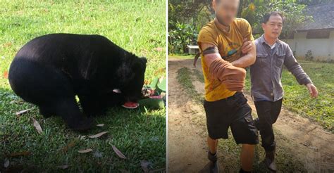 បុរស ស្វីស សុខ ចិត្ត កា ត់ ដៃ ខ្លួន ឯង ម្ខាង ដើម្បី រំដោះ ខ្លួន ពី ខ្លា ឃ្មុំ នៅ ថៃ Koh