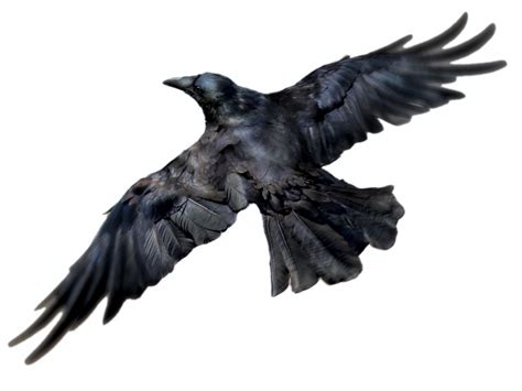 Flying Rook Bird Png File Png All
