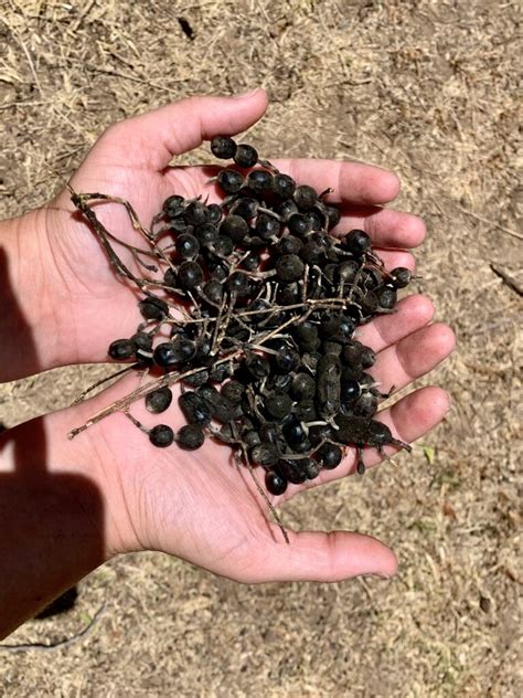 Native Tree Seed Collection TreeFolks