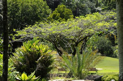 Botanical Garden 1 Mahé Pictures Seychelles in Global Geography