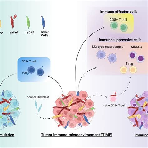 Cancer‐associated Fibroblasts Cafs In The Tumor Immune Download Scientific Diagram