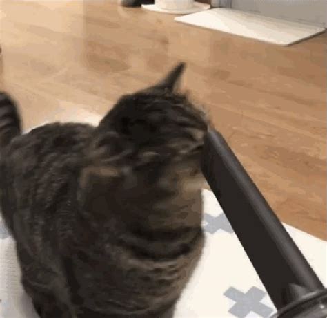 这几种猫，是公认“最不臭”的猫，不洗澡身上也香香的 知乎