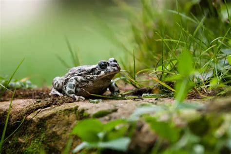 Green Toad Front Png Pictures Download Free Images On Unsplash