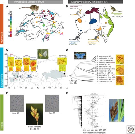 The Impact Of Chromosomal Rearrangements In Speciation From Micro To