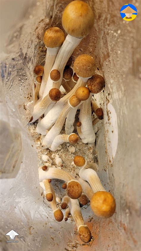 Psilocybe Cubensis Gallery On Shroomok