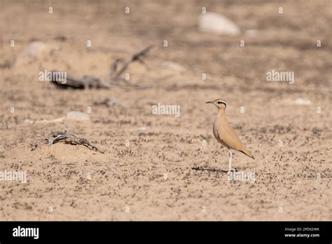 Cream Colored Courser Cursorius Cursor Stock Photo Alamy