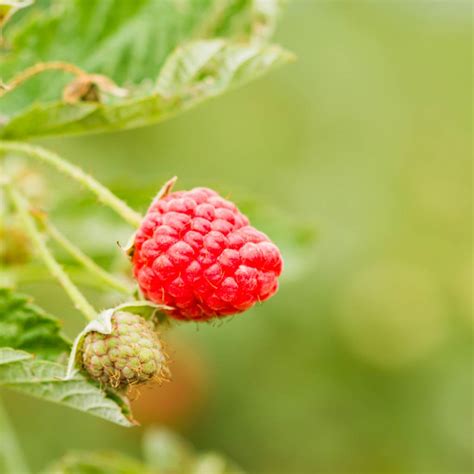 Encore Raspberry Plant For Sale 6 12 Bareroot