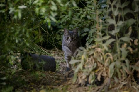 Perros y gatos cuáles son las vacunas obligatorias y opcionales ANB